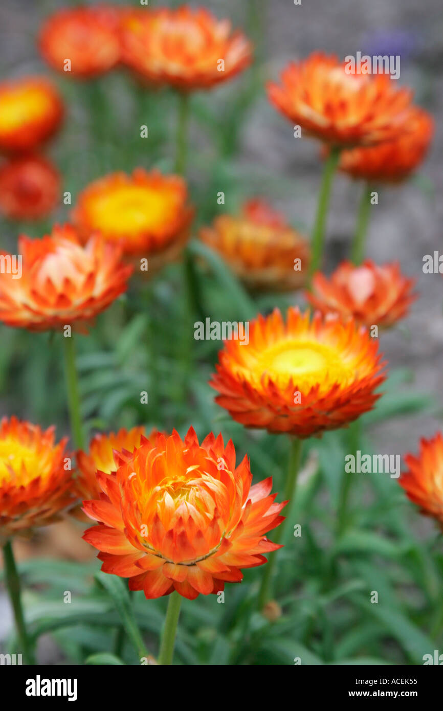 Flower strawflower bracteantha bracteata hi-res stock photography and ...