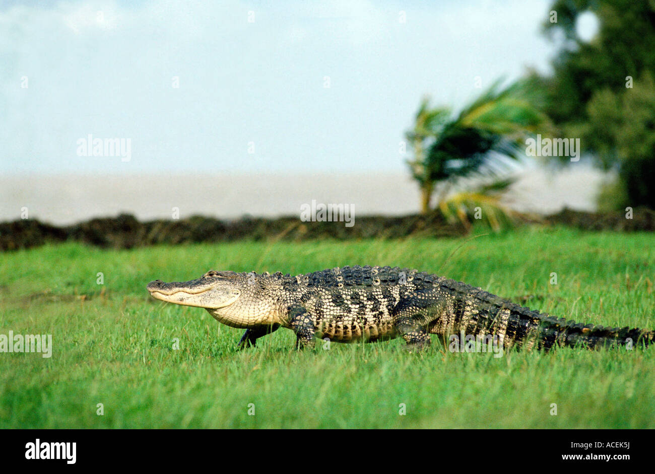 American Alligator Alligator mississppiensis resting in florida swamp ...