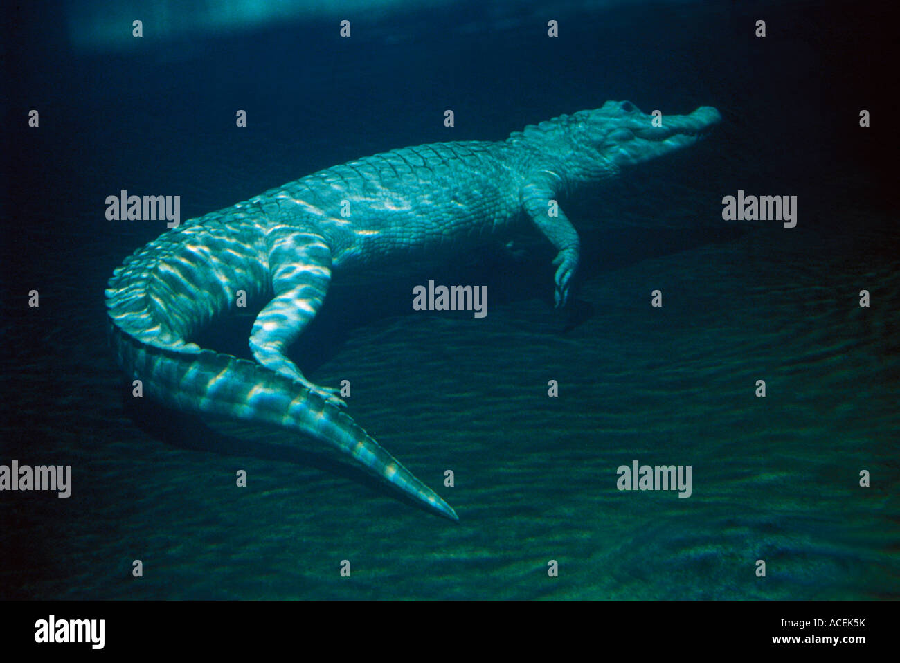 white American Alligator Alligator mississppiensis resting in florida ...