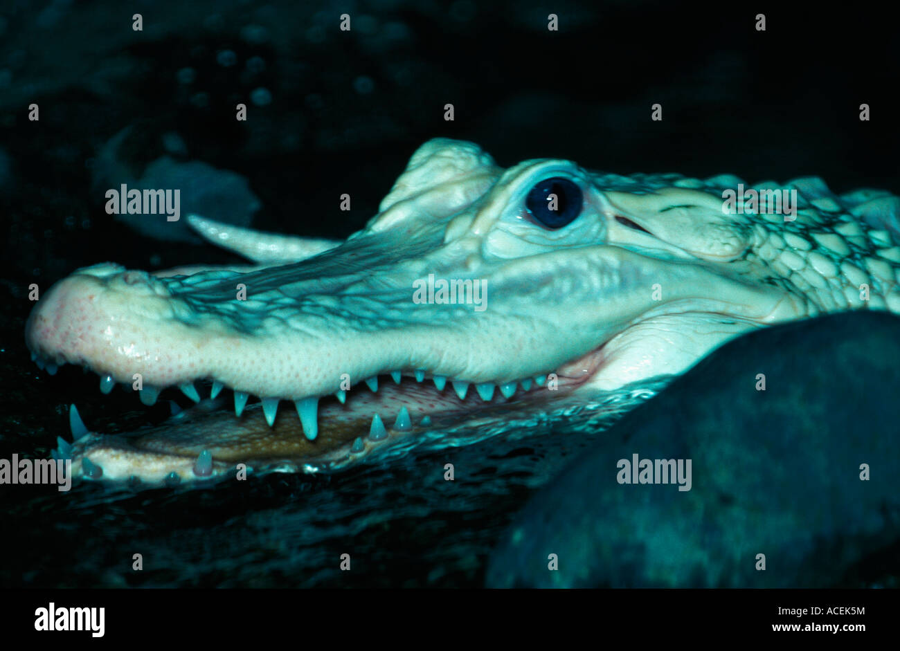 white American Alligator Alligator mississppiensis resting in florida ...