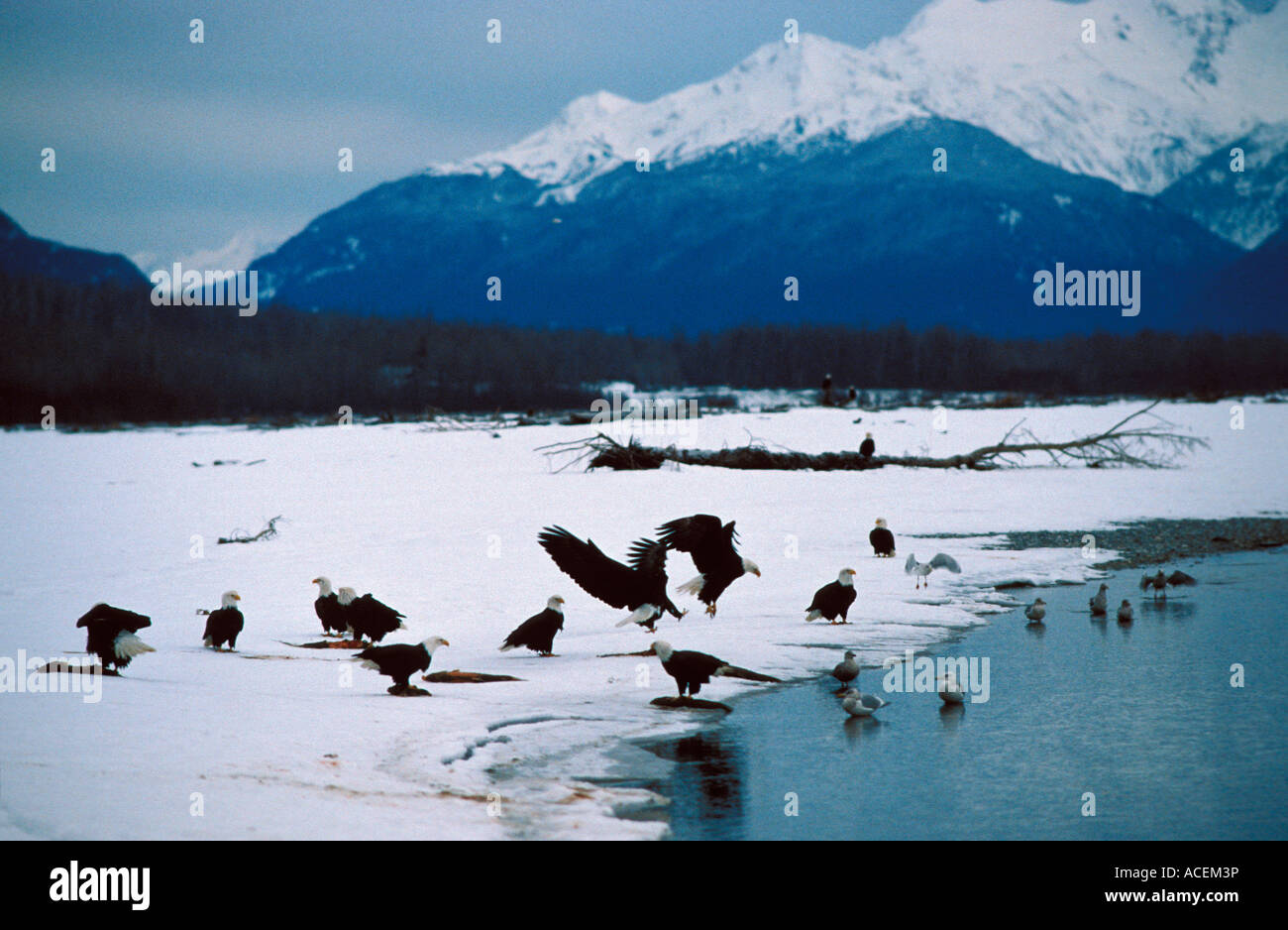 BALD EAGLE Haliaeetus Bald Eagle, Chilkat River, Alaska, USA ...