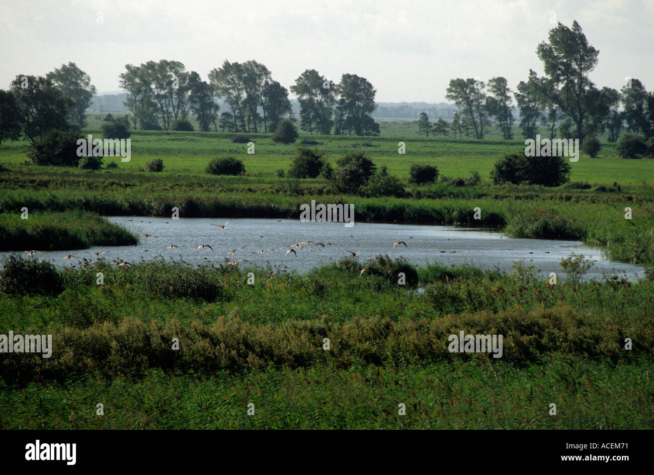 Wicken Fen Nature reserve one of the last remaining undrained areas of ...