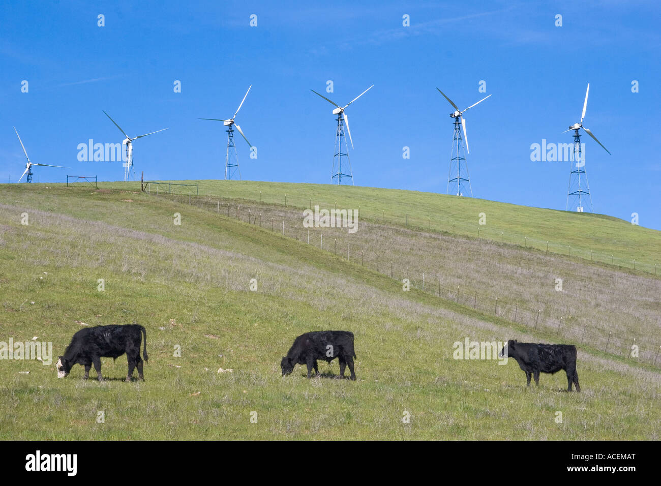 Three black cows standing and grazing in a hilly field with a row of ...
