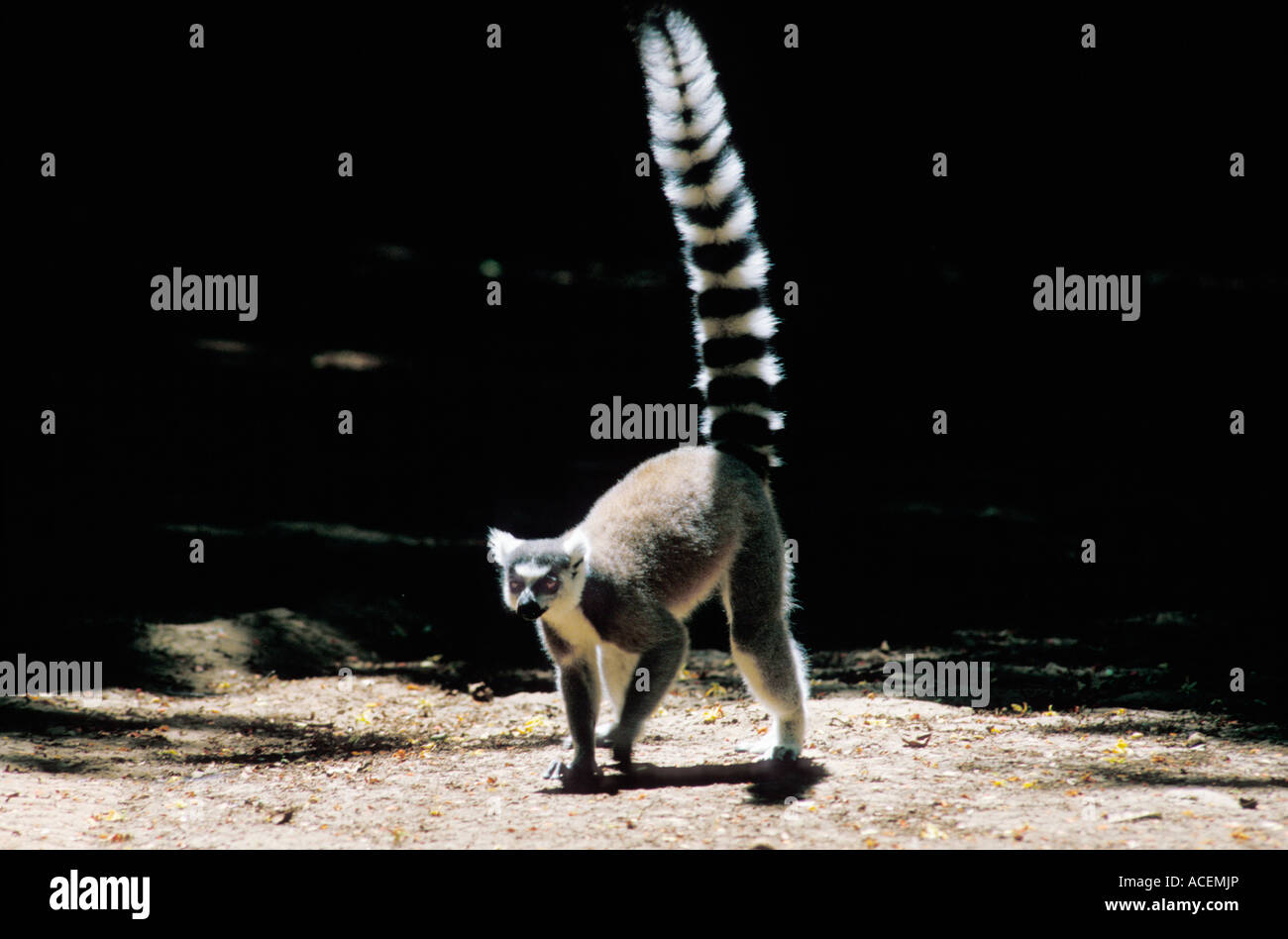 Maki catta lemur catta Madagascar Stock Photo - Alamy