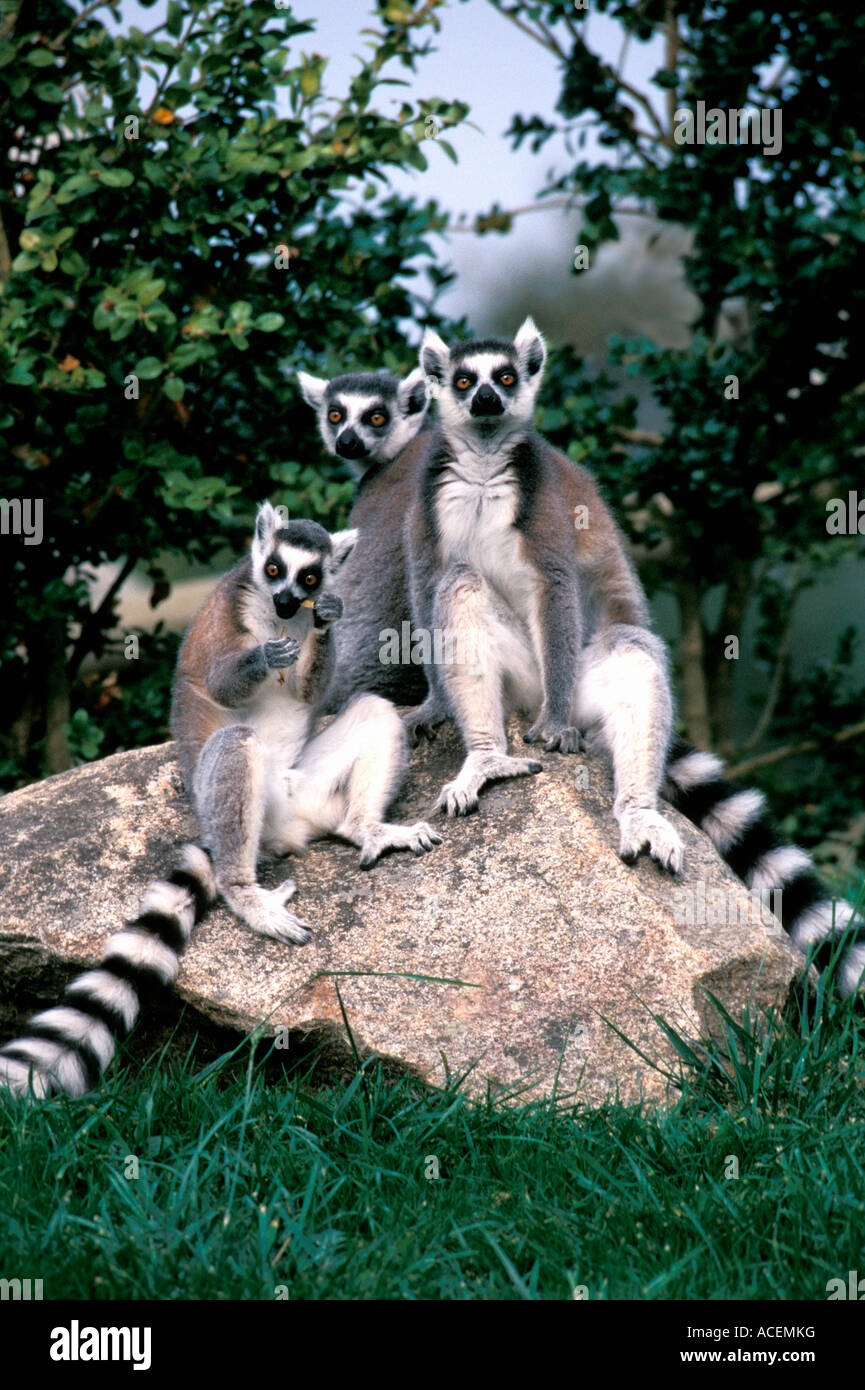 Maki catta lemur catta Madagascar Stock Photo - Alamy