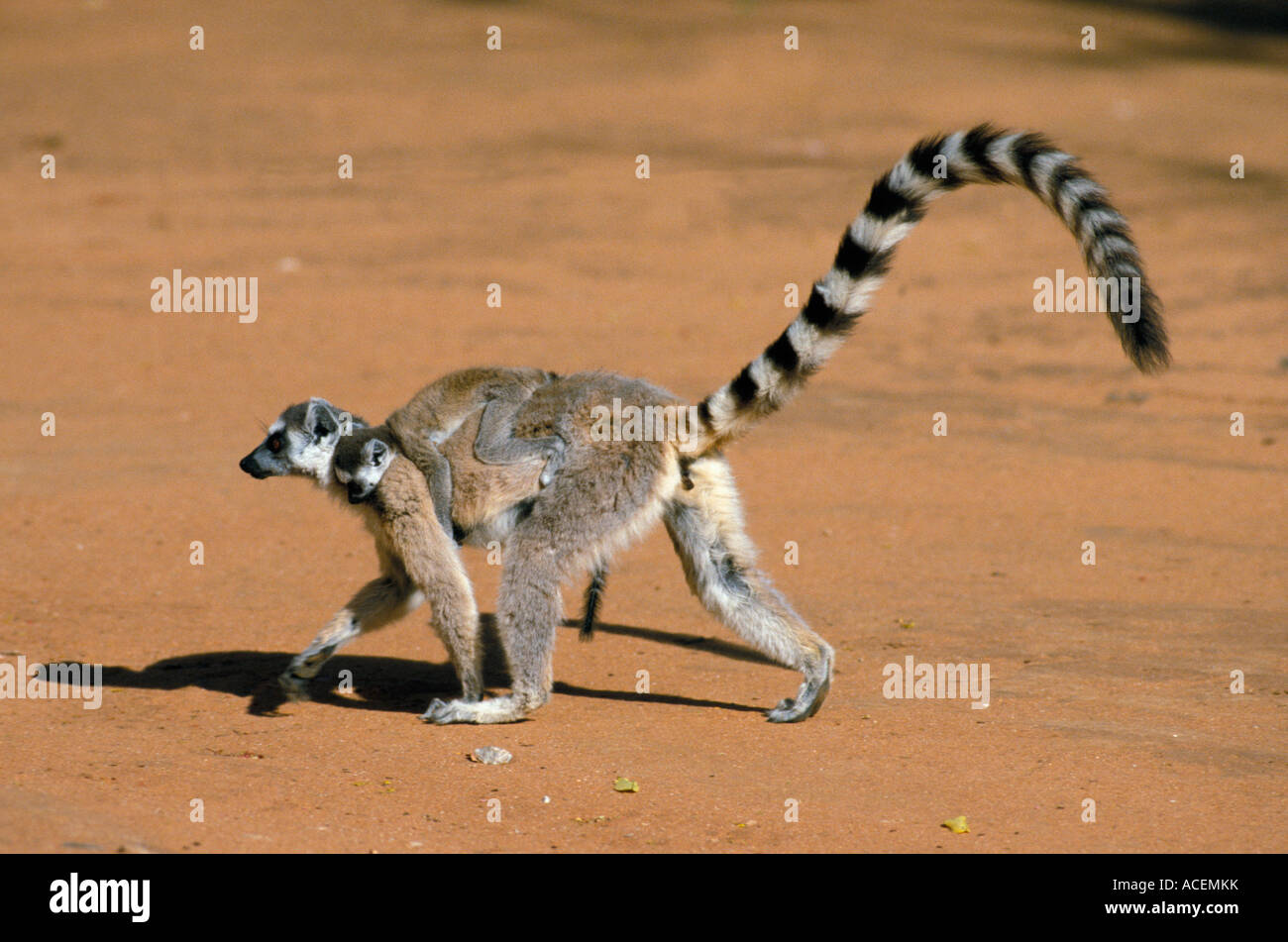 Maki catta lemur catta Madagascar Stock Photo - Alamy