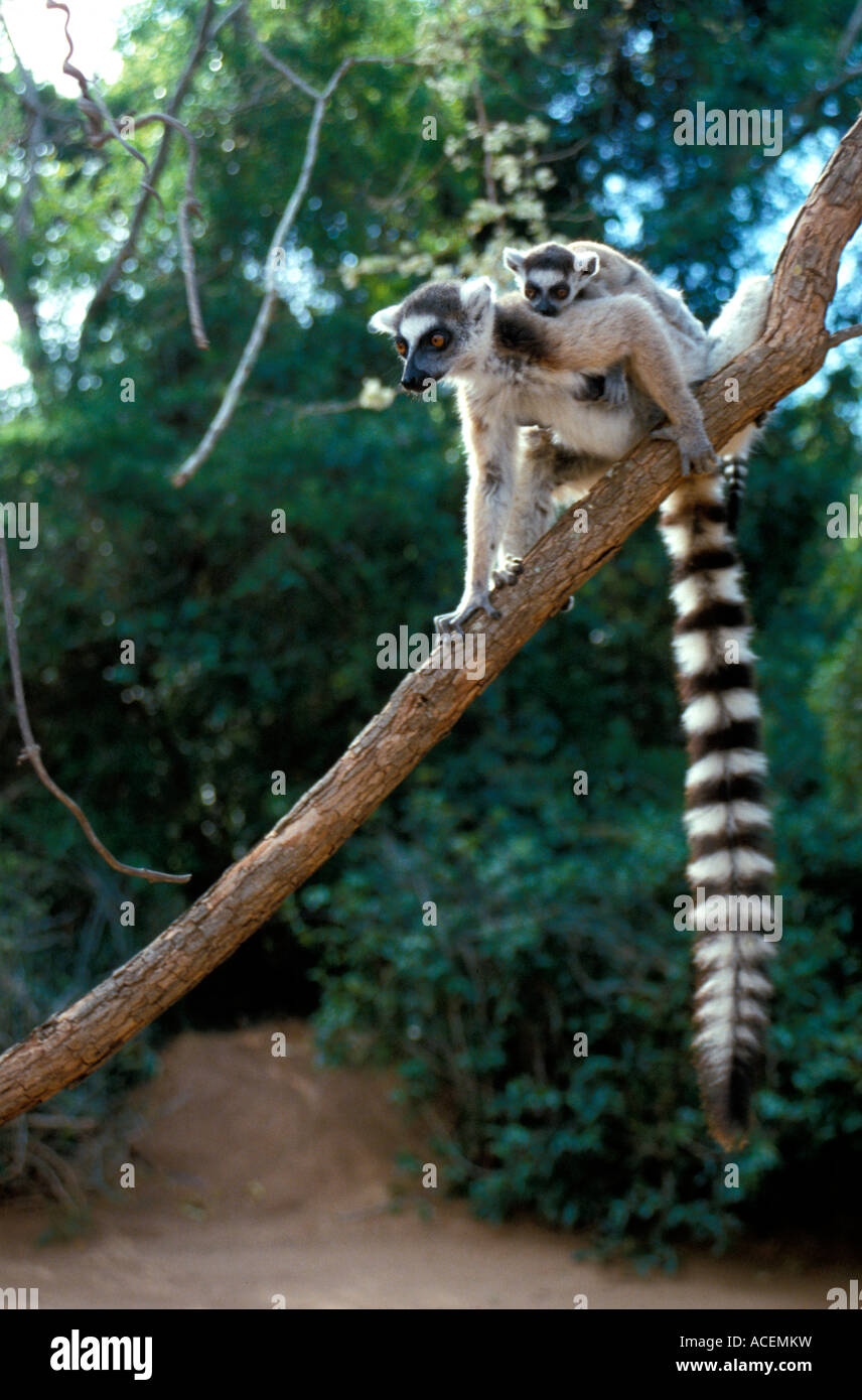 Maki catta lemur catta Madagascar Stock Photo - Alamy