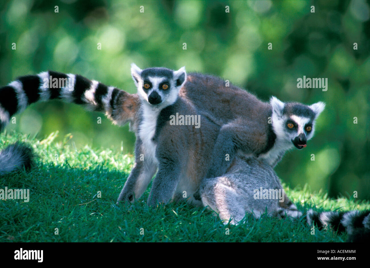 Maki catta lemur catta Madagascar Stock Photo - Alamy