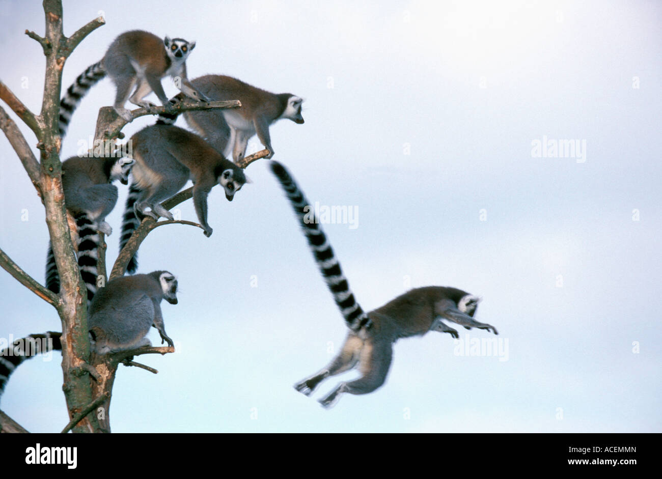 Maki catta lemur catta Madagascar Stock Photo - Alamy