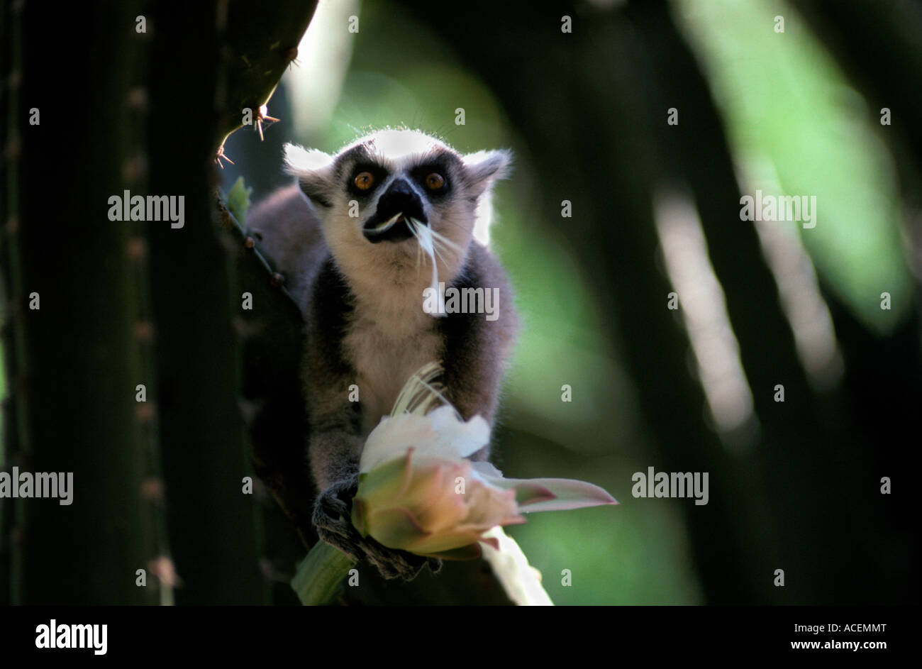 Maki catta lemur catta Madagascar Stock Photo - Alamy