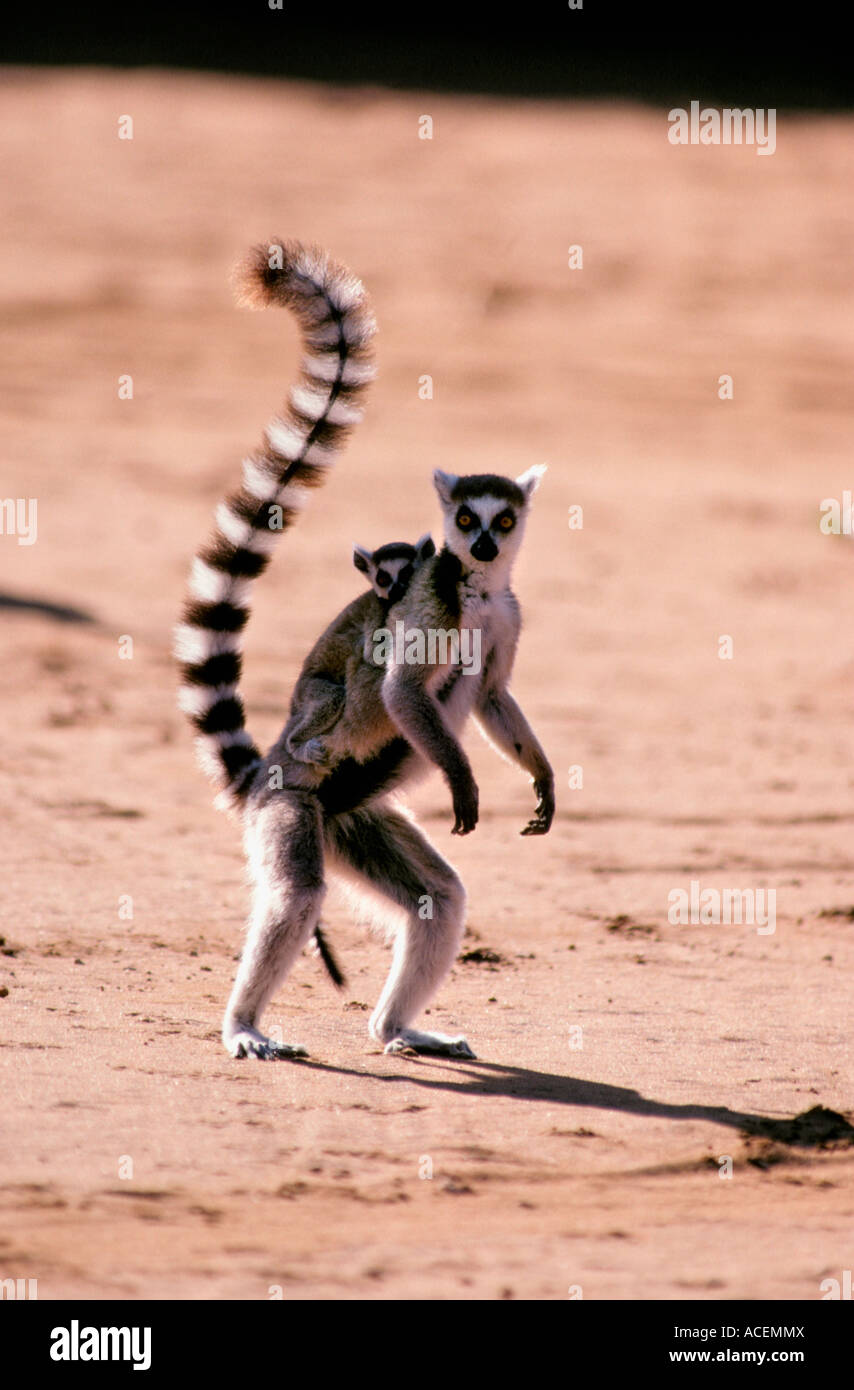 Maki catta lemur catta Madagascar Stock Photo - Alamy