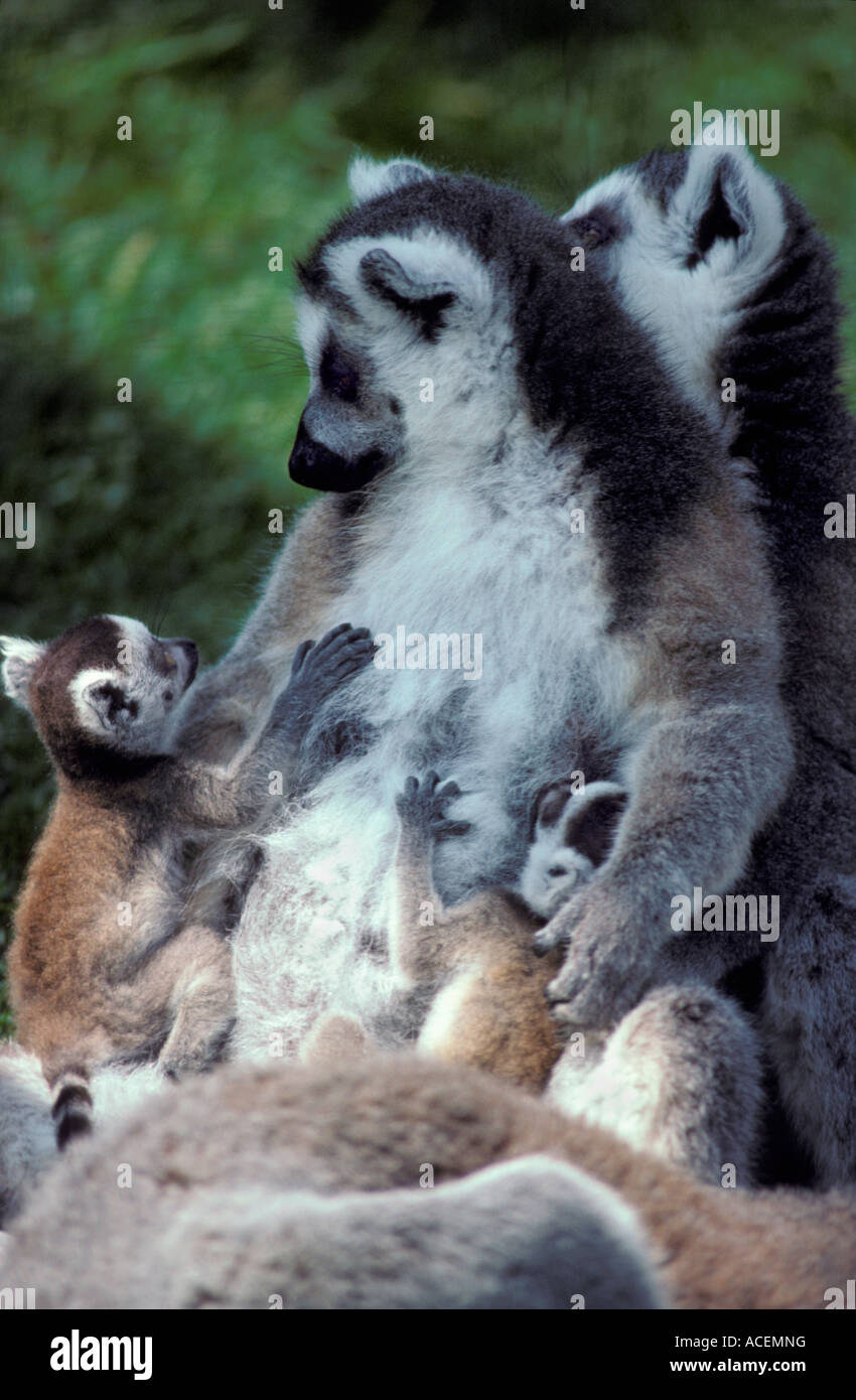 Maki catta lemur catta Madagascar Stock Photo - Alamy