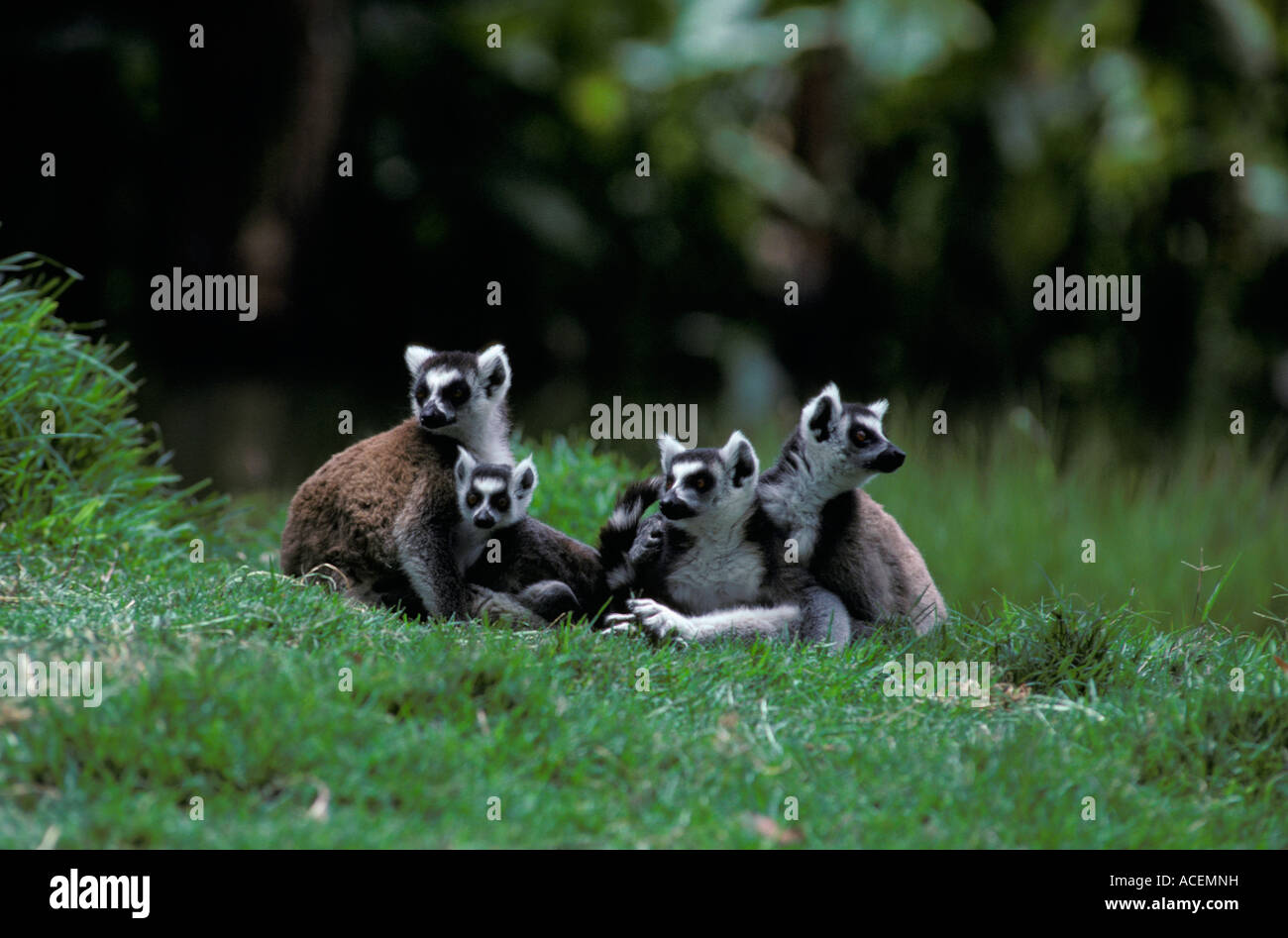 Maki catta lemur catta Madagascar Stock Photo - Alamy