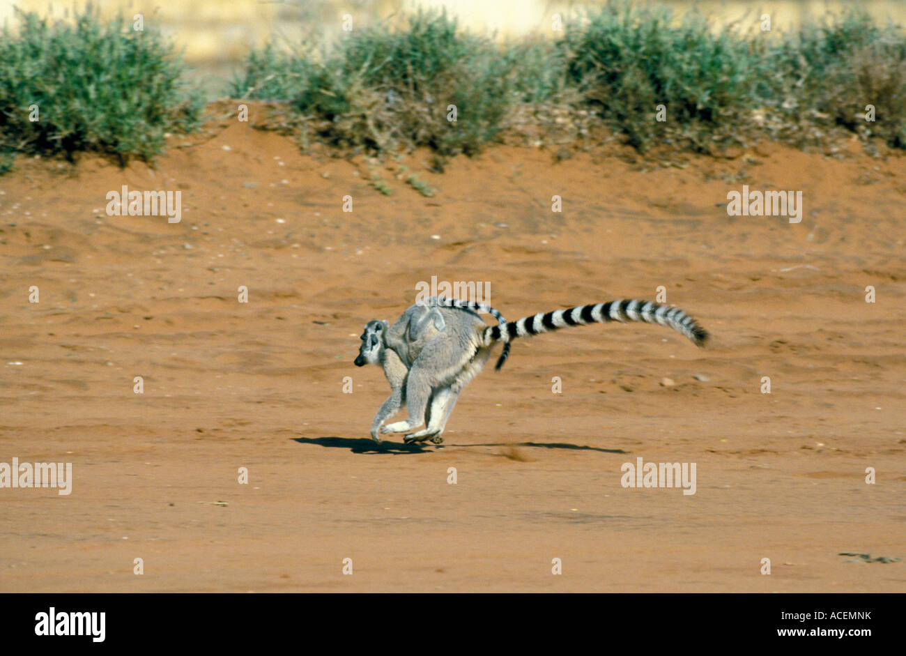 Maki catta lemur catta Madagascar Stock Photo - Alamy