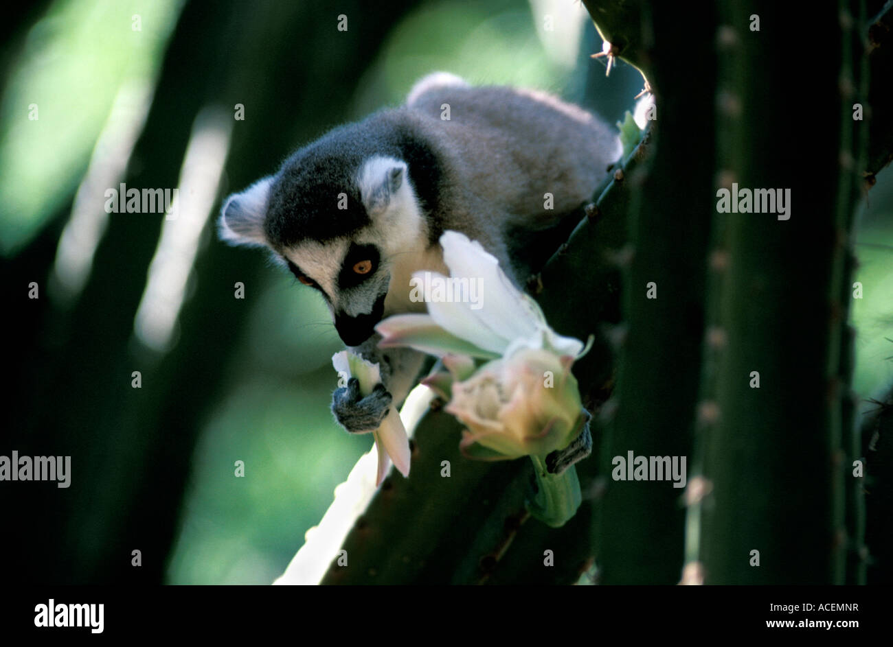 Maki catta lemur catta Madagascar Stock Photo - Alamy