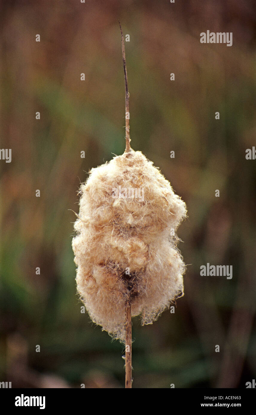 Bullrush seedheads hi-res stock photography and images - Alamy