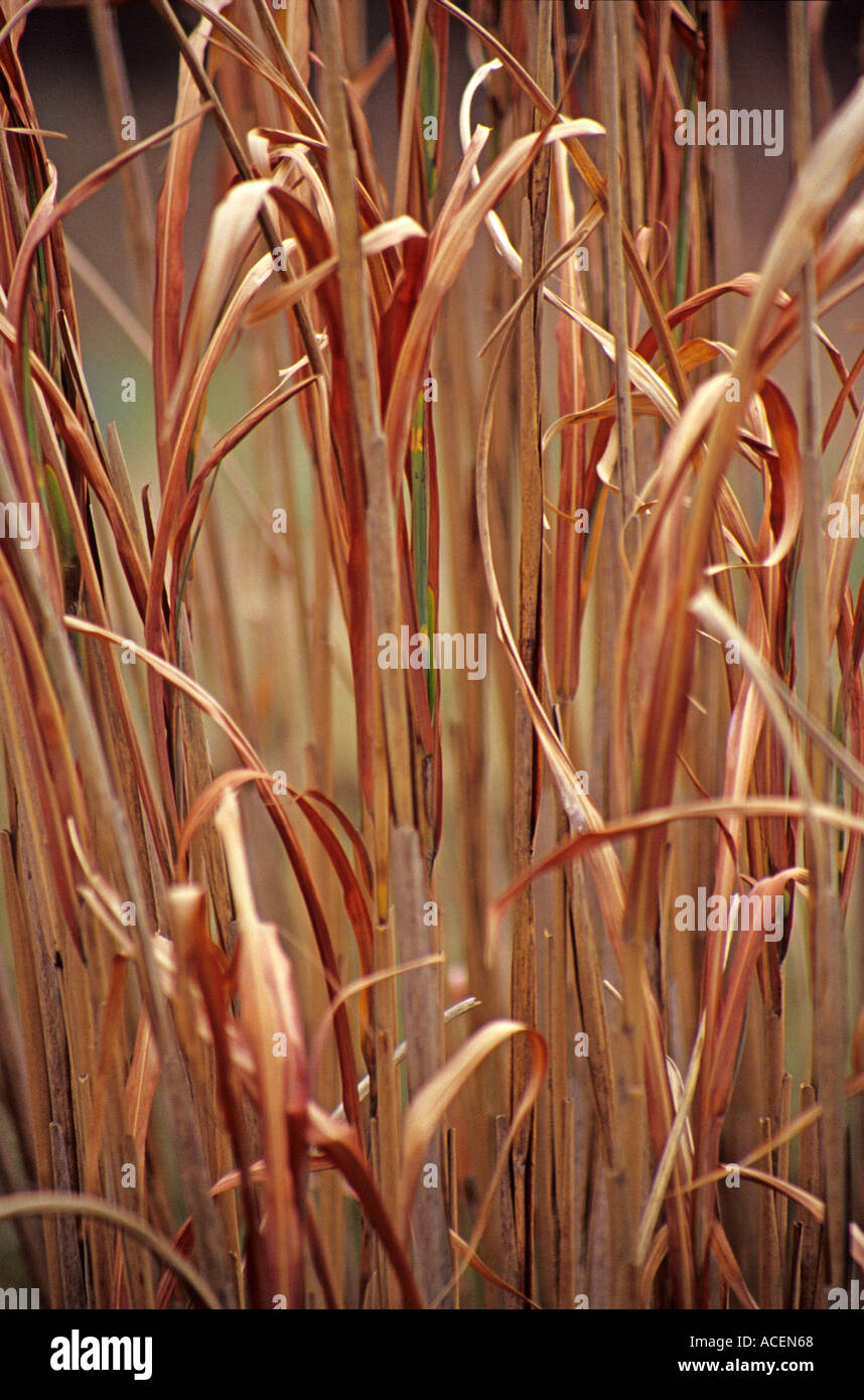 Bulrush and birds hi-res stock photography and images - Alamy