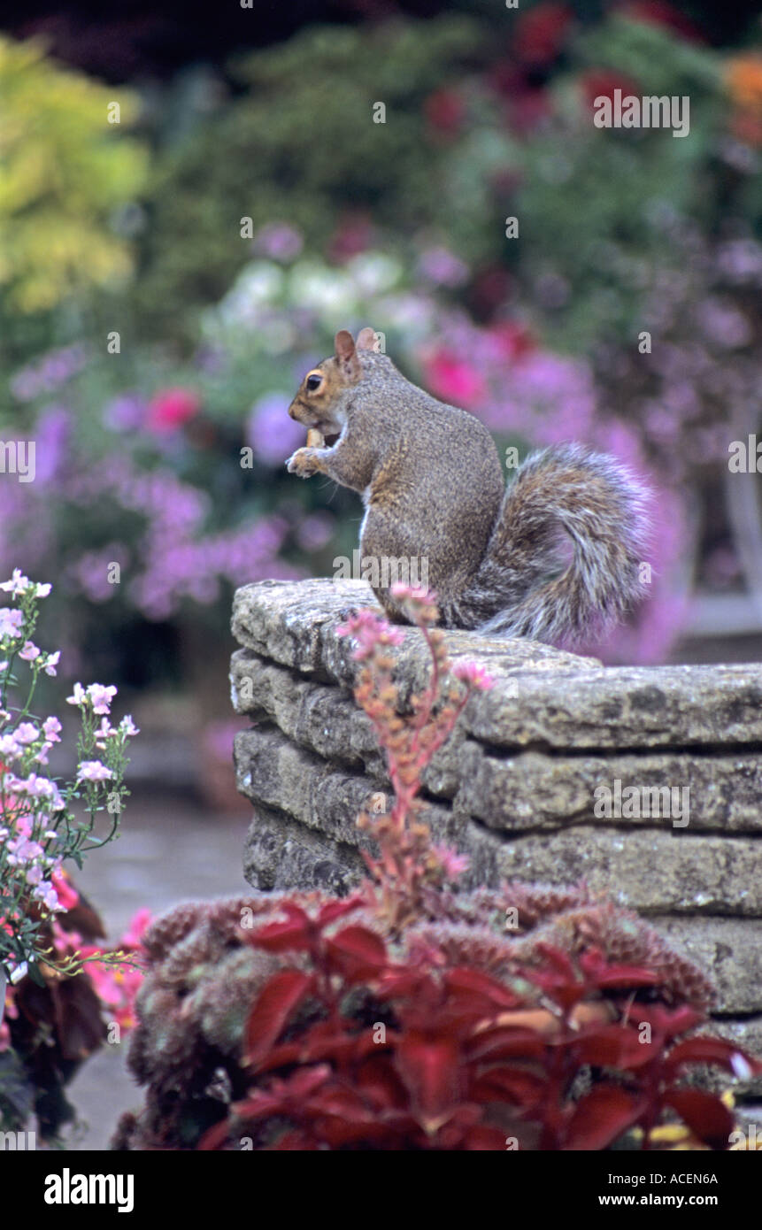 Squirrel dray hi-res stock photography and images - Alamy