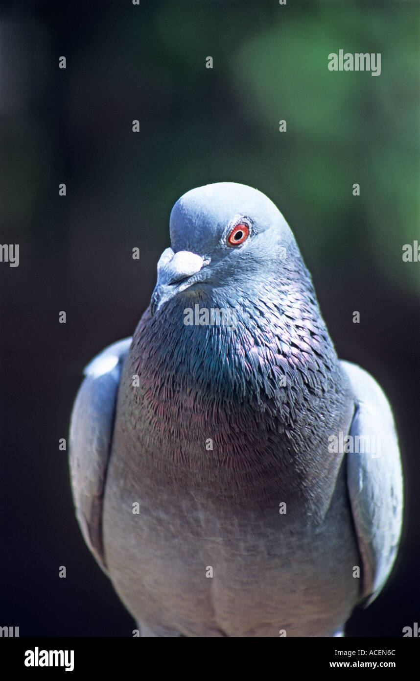 Racing pigeon hi-res stock photography and images - Alamy
