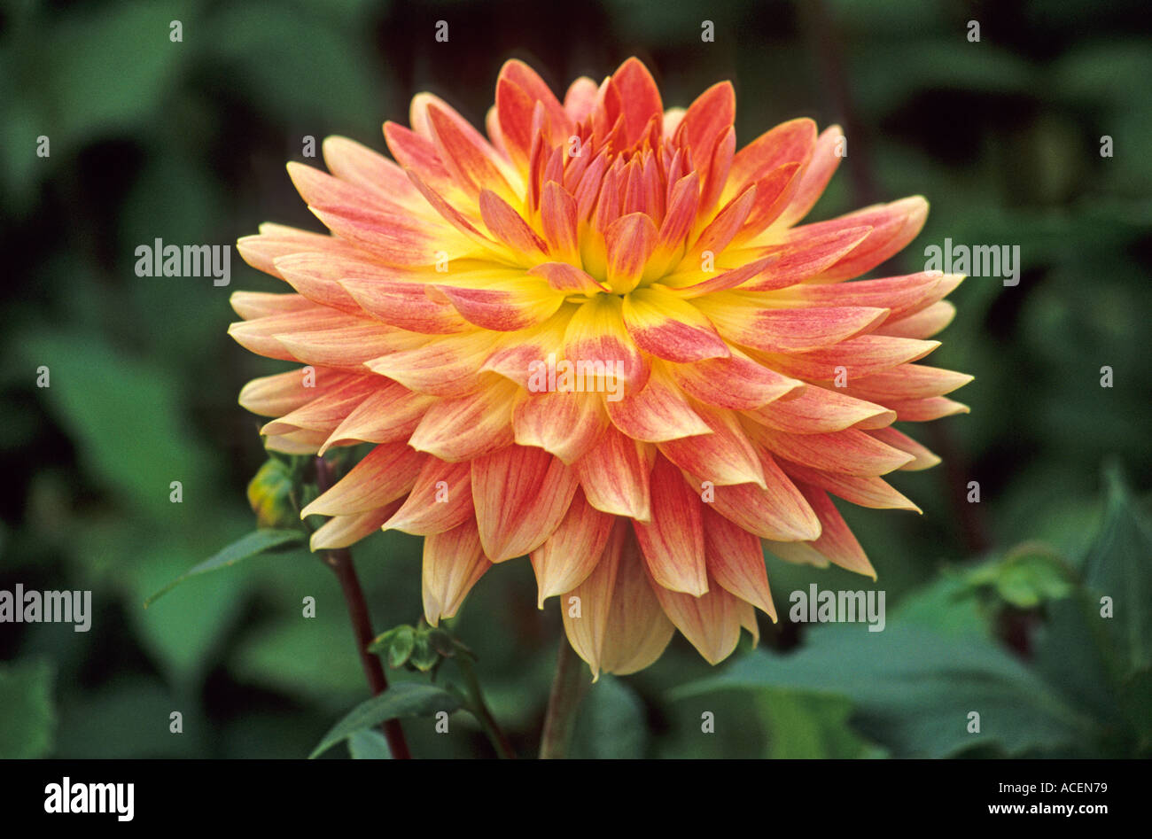 Decorative dahlia 'Tropical Sunset' Stock Photo - Alamy