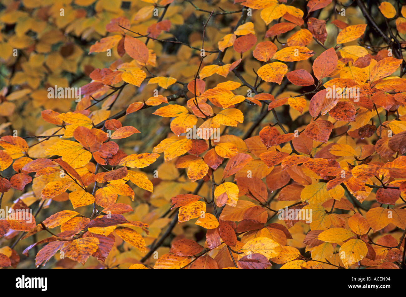 Autumn beech leaves Stock Photo - Alamy