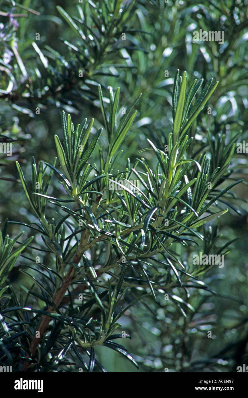 Rosemary Rosmarinus officinalis Stock Photo - Alamy