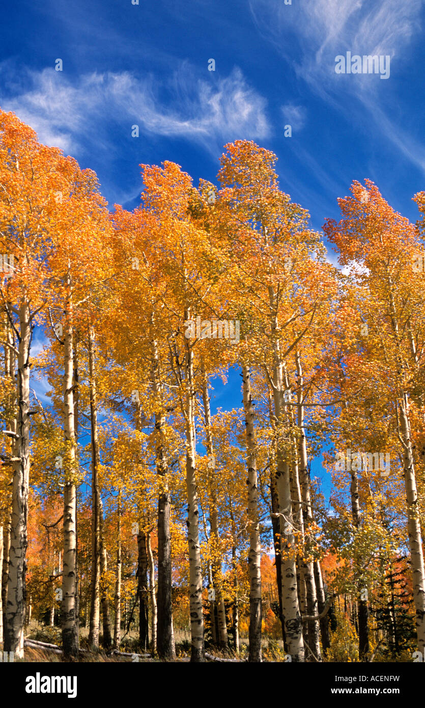 Aspen trees in Fall Utah USA Stock Photo - Alamy