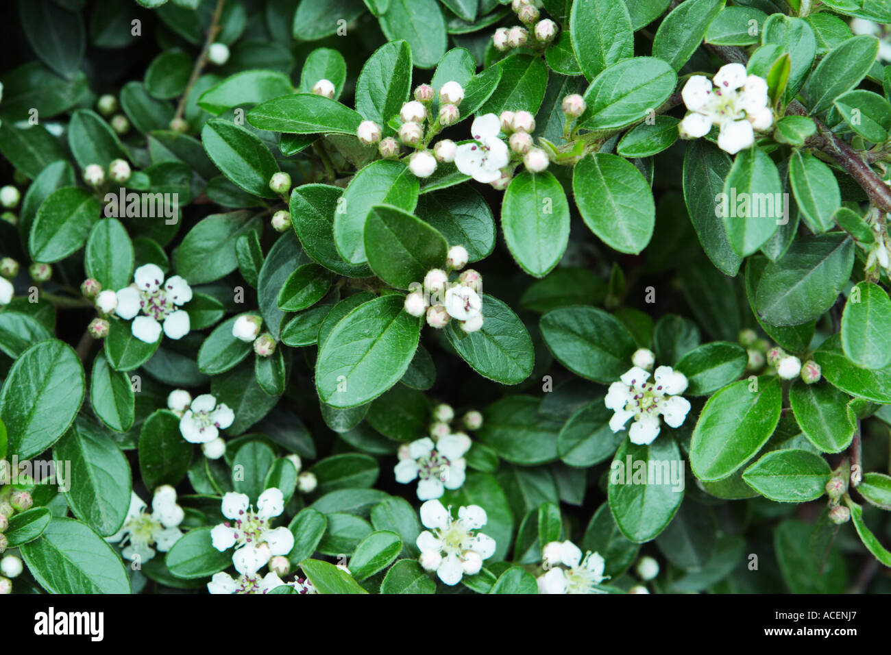 Motley leaf hi-res stock photography and images - Alamy