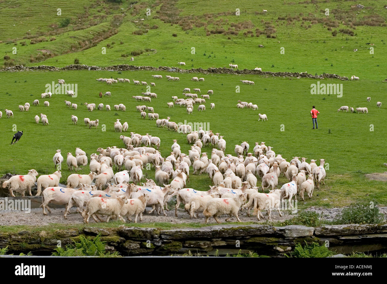 Farmer rounding up flock of sheep before shearing in North Wales Stock ...