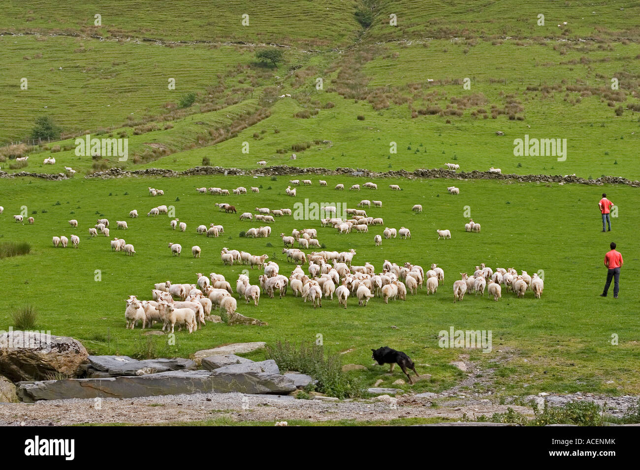 Farmers rounding up flock of sheep before shearing in North Wales Stock ...