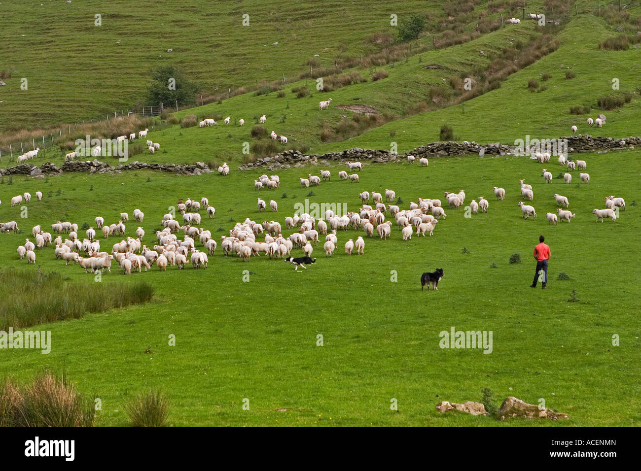 Farmer rounding up flock of sheep before shearing in North Wales Stock ...