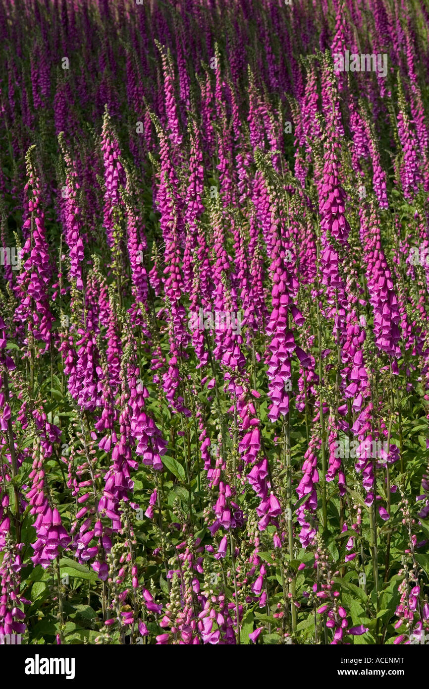 Group of foxglove plants hi-res stock photography and images - Alamy