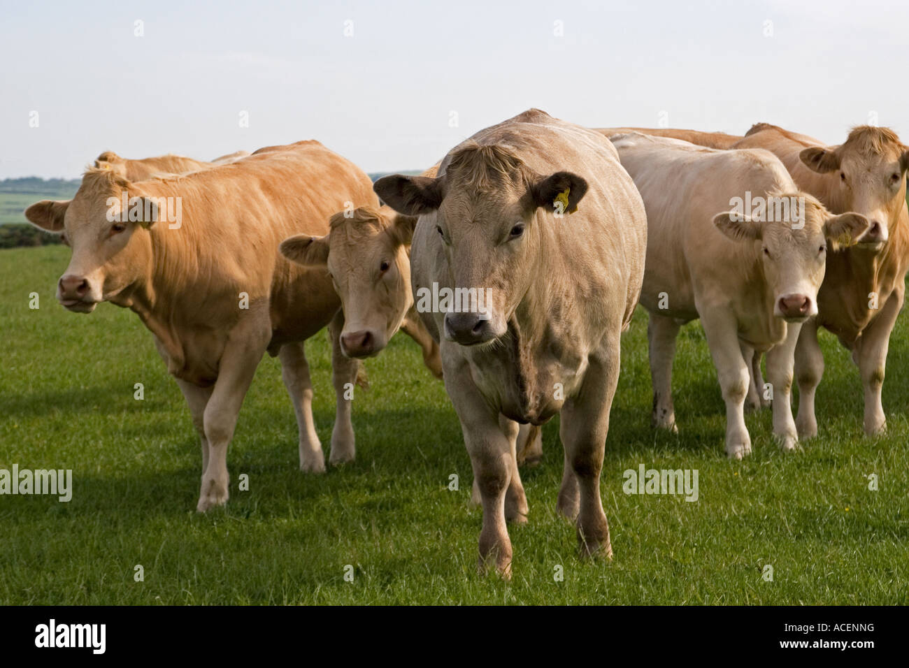 Heiffers cattle hi-res stock photography and images - Alamy
