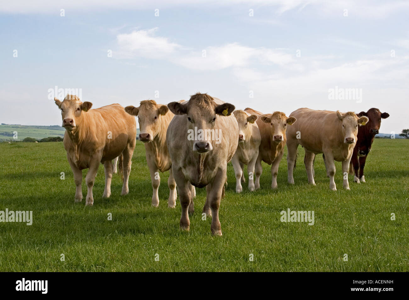Group of curious young cows or heiffers with young bulls in a field in ...