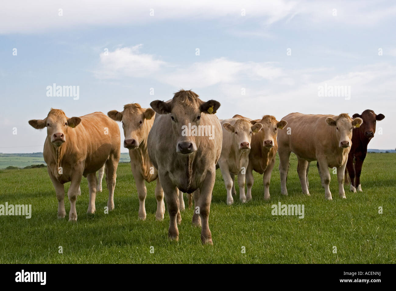 Heiffers beef hi-res stock photography and images - Alamy