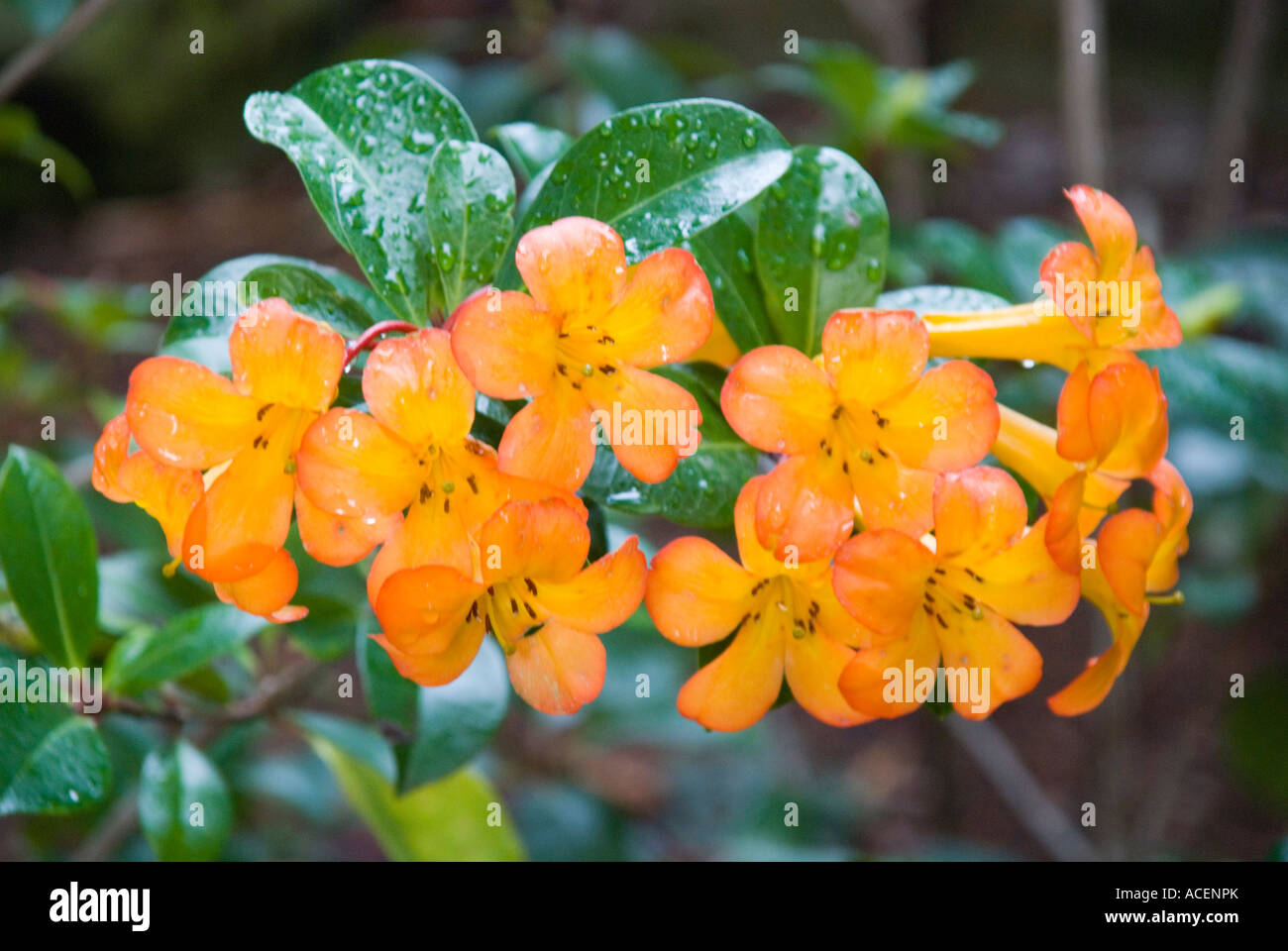 Vireya hi-res stock photography and images - Alamy