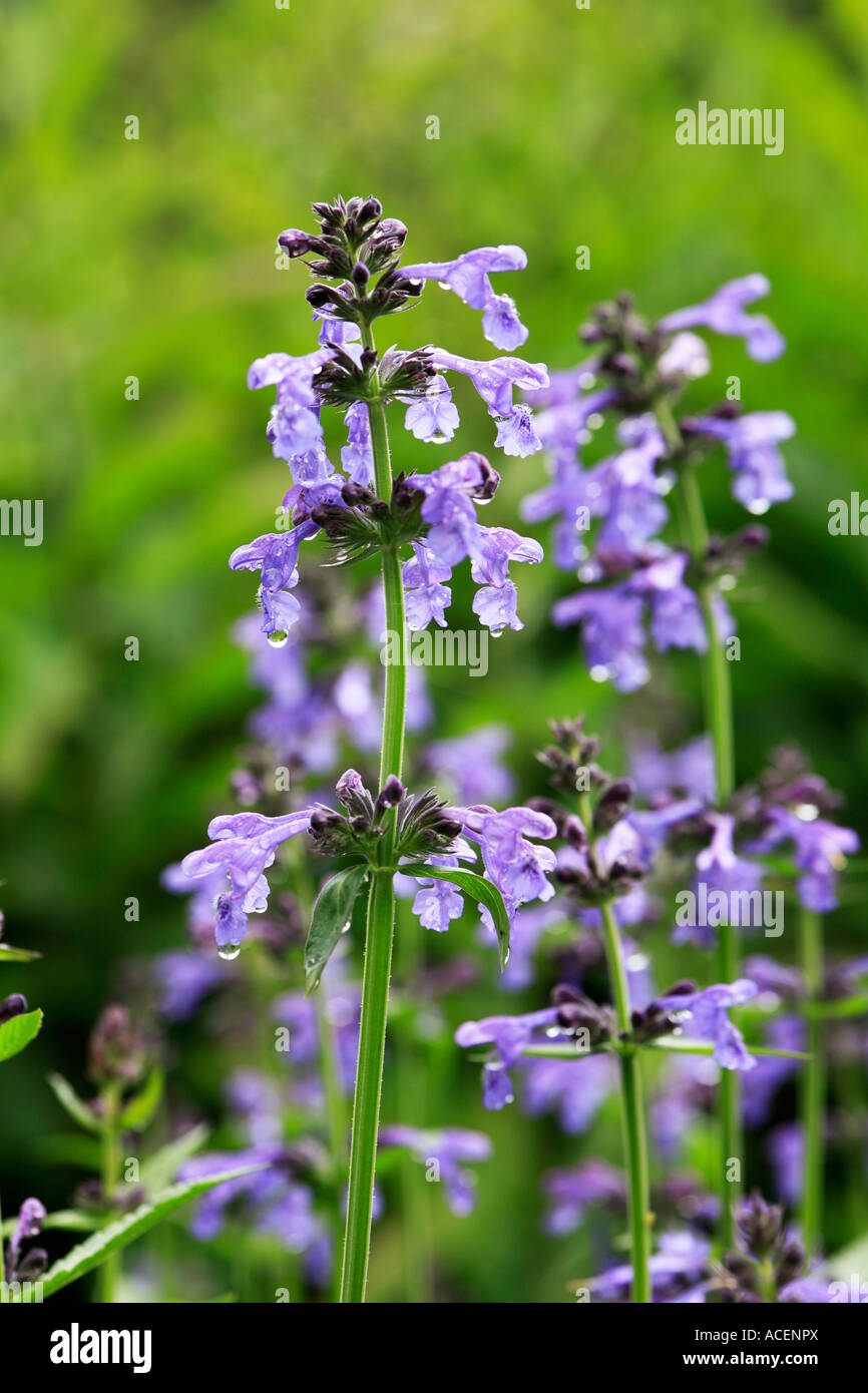 Nepeta flower border hi-res stock photography and images - Alamy