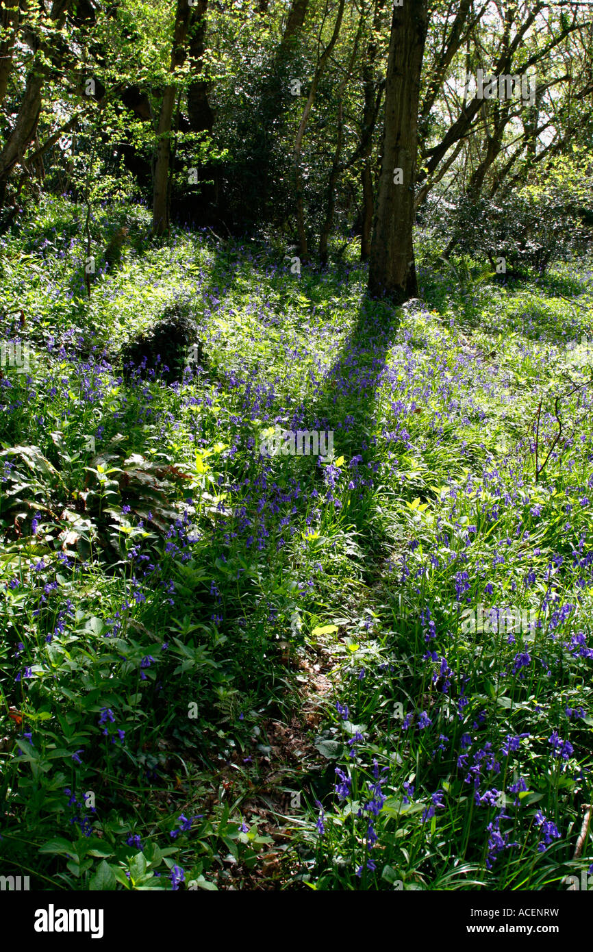 Bluebell woods in the Blackdown Hills Area of Outstanding Natural ...