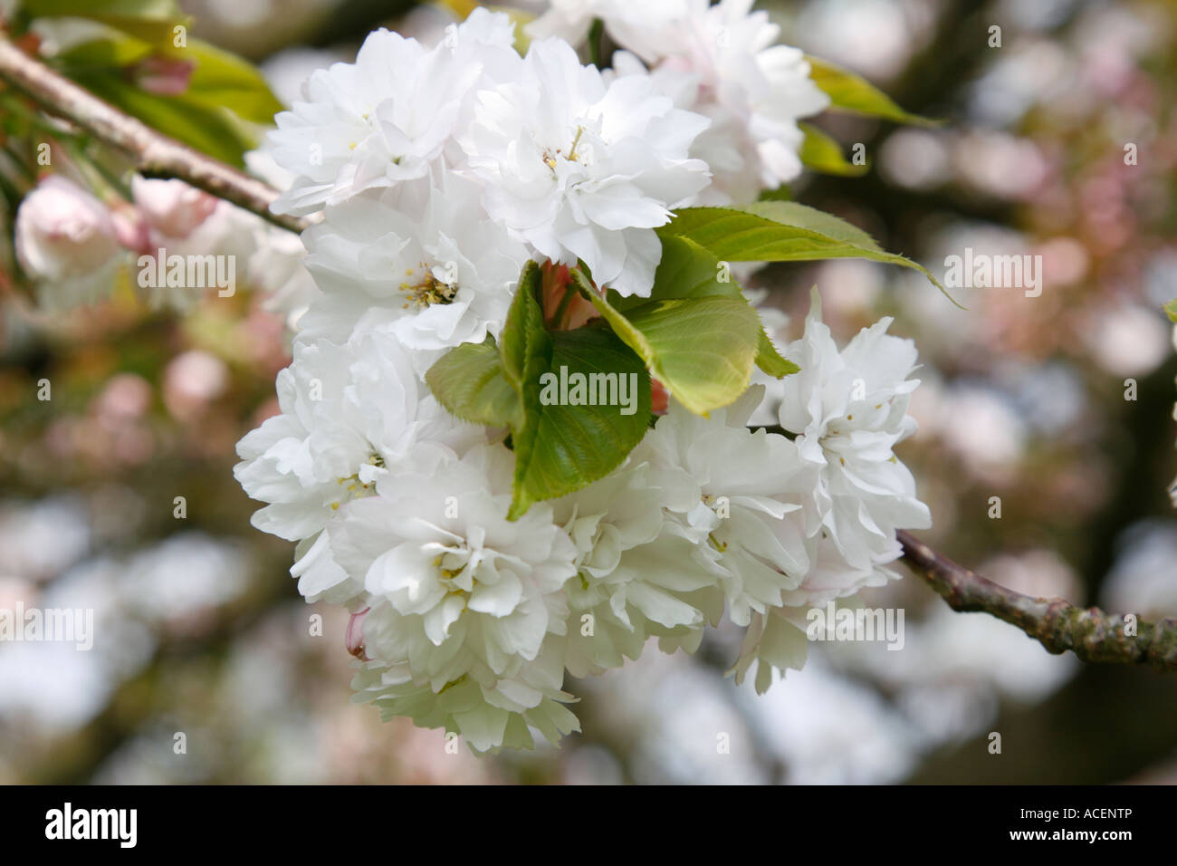 Prunus Shirofugen flowering cherry at Cothelstone Somerset Stock Photo ...