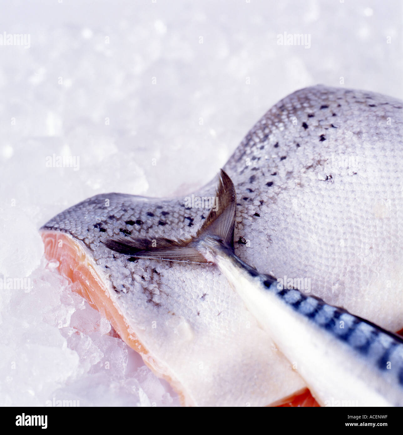 Samon hi-res stock photography and images - Alamy