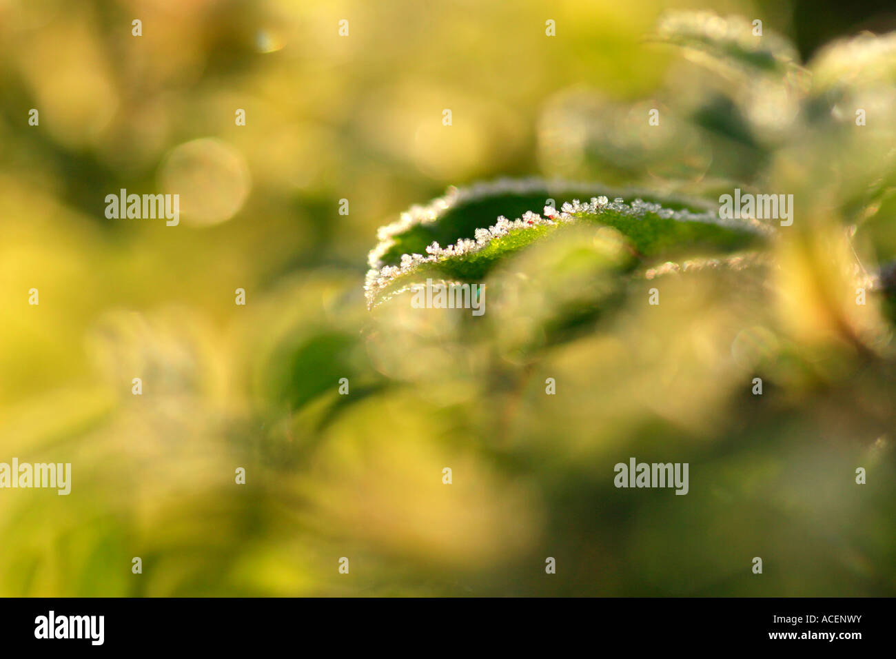 Dawn lights up an autumn frost on garden roses Stock Photo - Alamy
