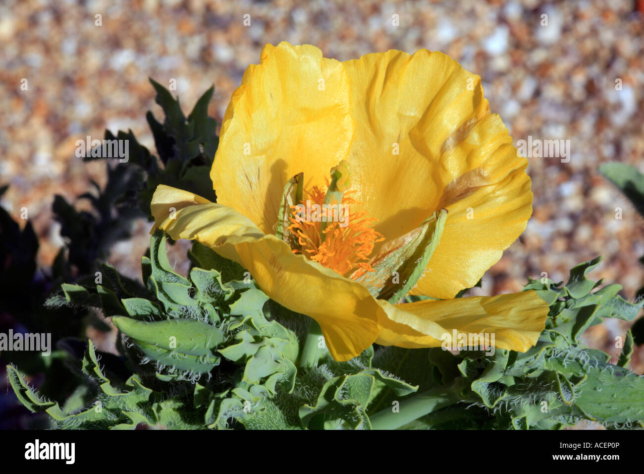 Close up of yellow horned poppy at Slapton Sands in South Devon Latin ...