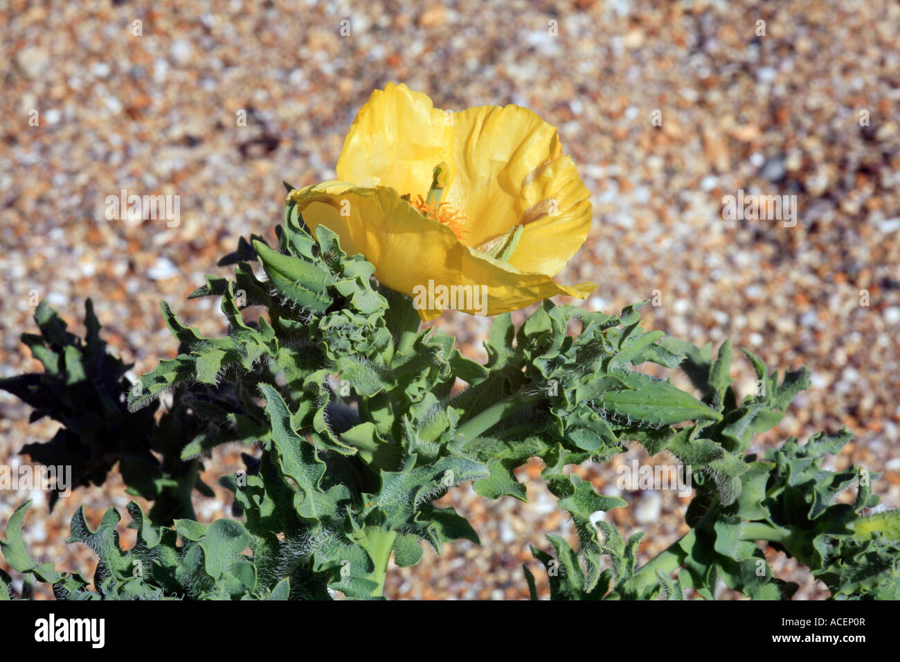 Yellow horned poppy at Slapton Sands in South Devon Latin name Glaucium ...