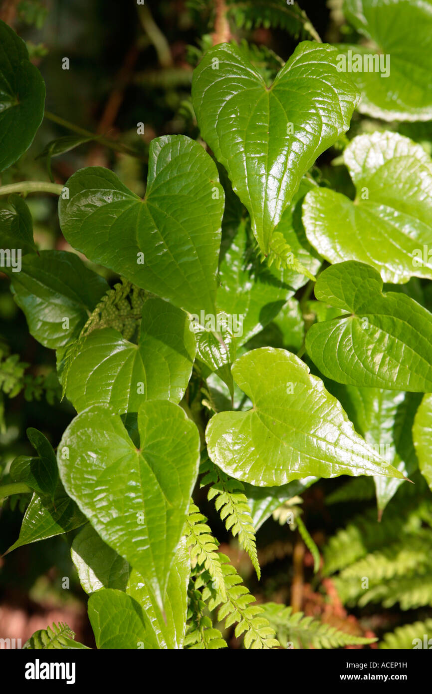 Heart shaped foliage of Black Bryony Latin name Tamus communis in ...