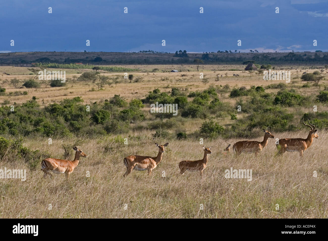 Savanna area hi-res stock photography and images - Alamy