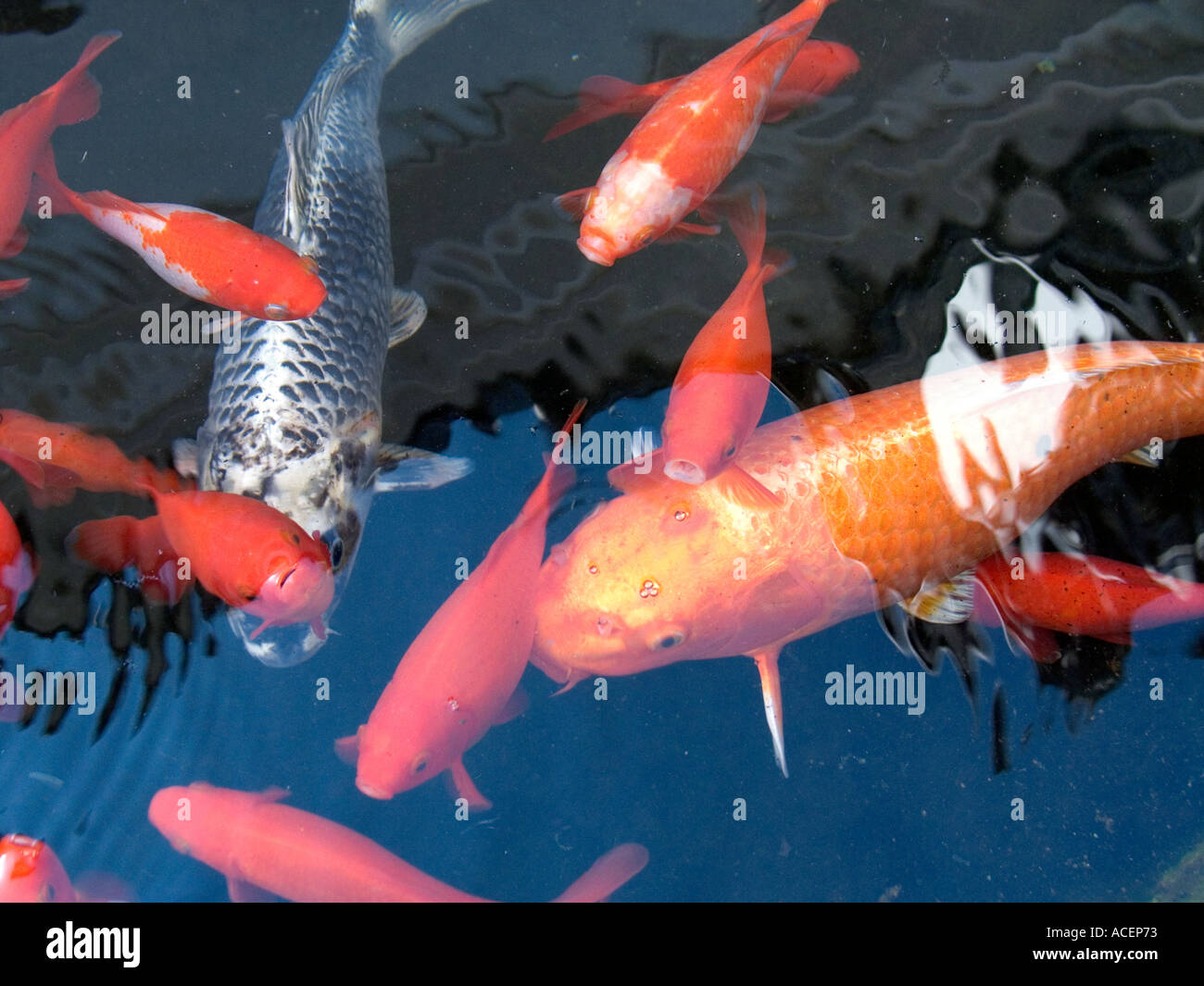 Group of colorful koi (nishigoi) fish swimming around in a Japanese ...