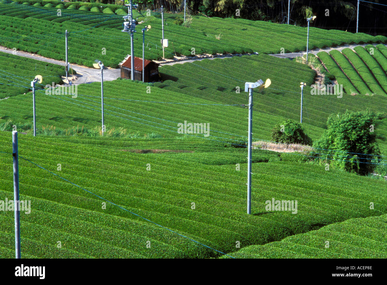 Wide view of a "chabatake" green tea plantation with rows of tea bushes ...
