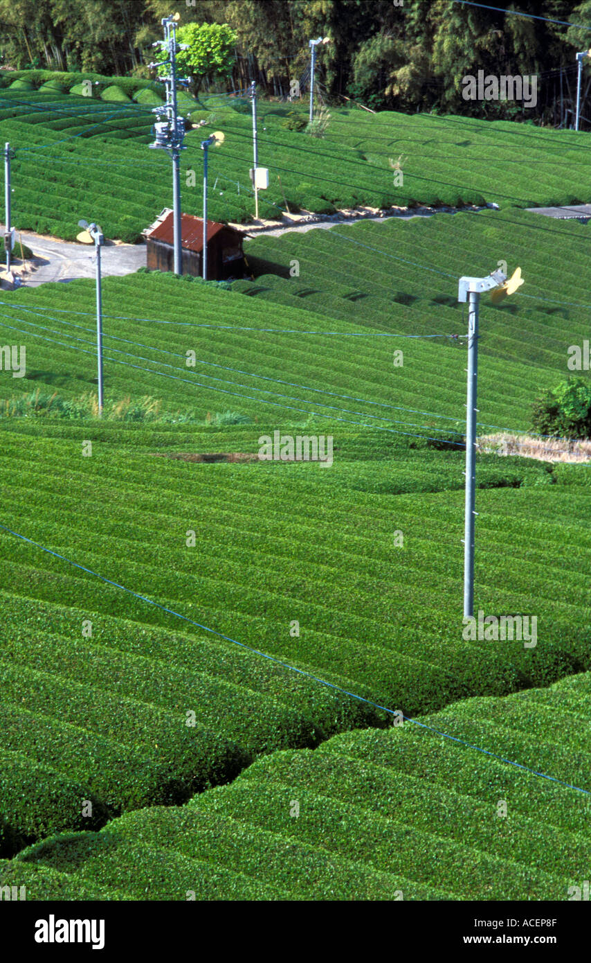 Wide view of a "chabatake" green tea plantation with rows of tea bushes ...