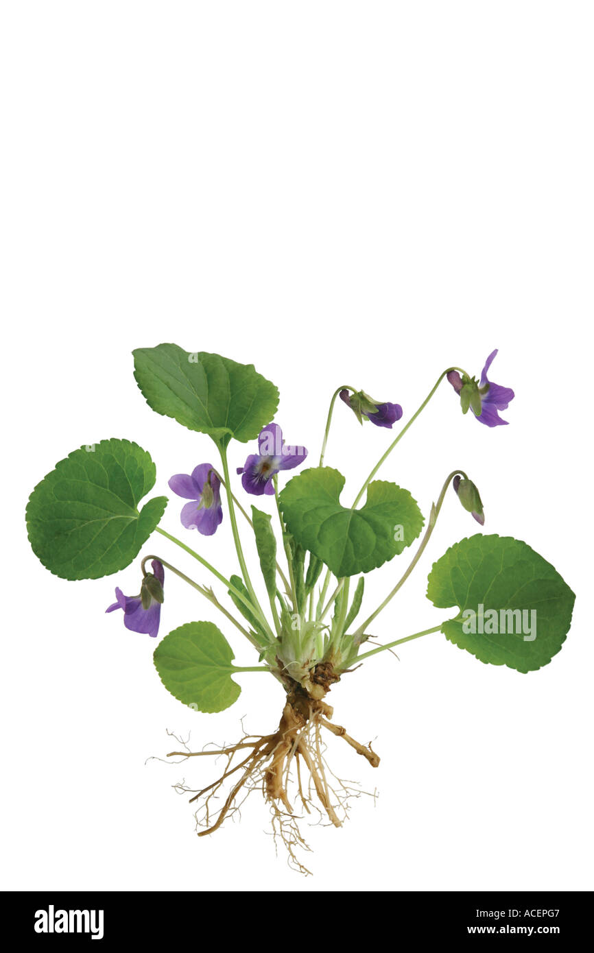 Viola odorata illustration hi-res stock photography and images - Alamy