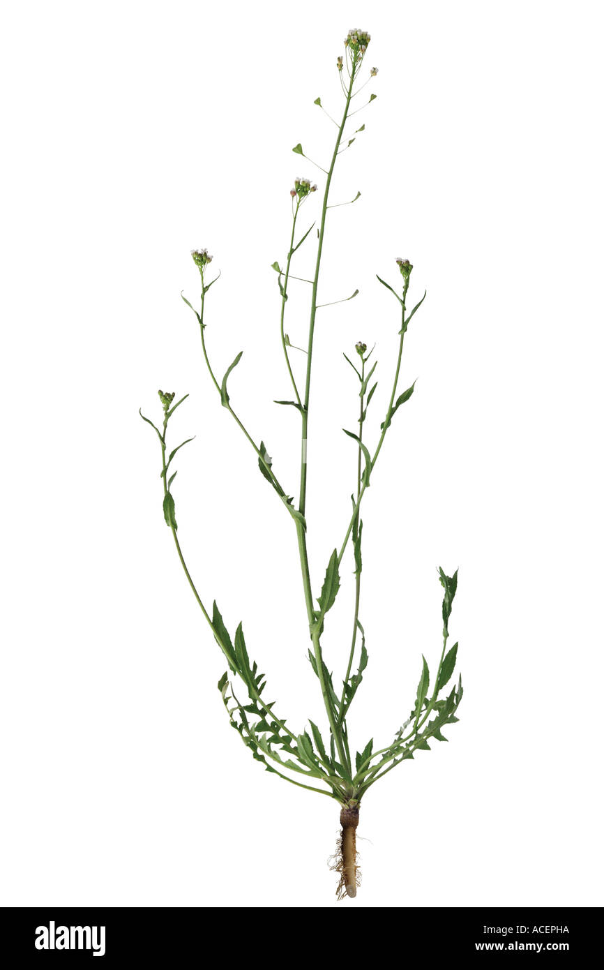 Bursa pastoris hi-res stock photography and images - Alamy